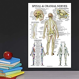 Palace Learning Spinal Nerves Anatomical Chart - Spine and Cranial Nervous System Anatomy Poster (with Dermatomes) (LAMINATED, 18 x 24)