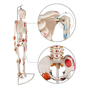 Ultrassist Human Skeleton Model, 33.5" Half Life Size Skeleton Replica with Spinal Nerves, Muscle Insertion and Origin Points, Includes Joint Ligaments for Human Anatomy Study, Hanging Style