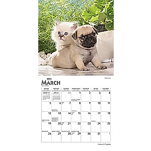 Kittens & Puppies | 2023 7 x 14 Inch Monthly Mini Wall Calendar | BrownTrout | Animals Cute Dogs Cats