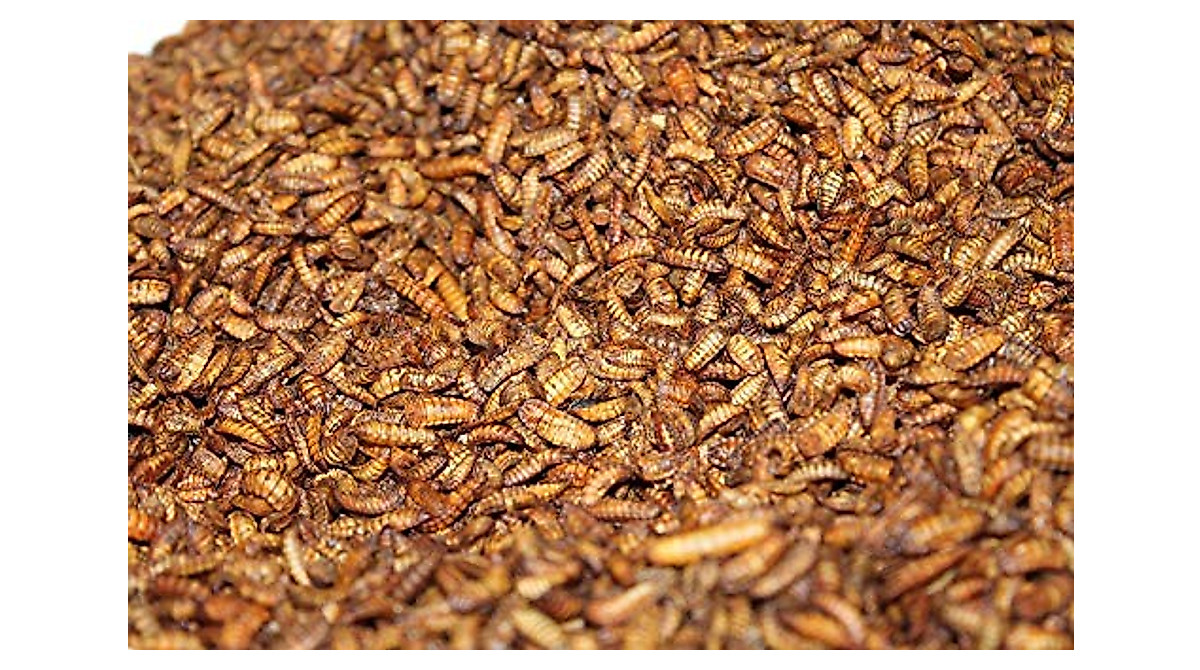 Hexafly Wild Bird Feed - Nutrient-Rich Worms (100g)