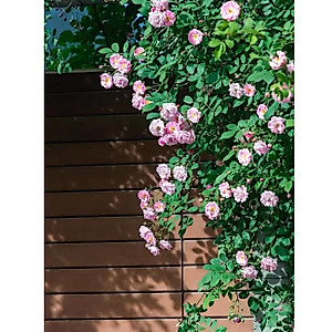 150+ Pink Climbing Rose Seeds for Planting Outdoors Ornamental Vine Seeds Amazing Climbing Flowers Rose Growth Beautiful Roses
