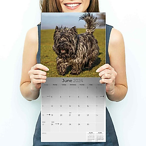 2023 2024 Cairn Terrier Calendar - Dog Breed Monthly Wall Calendar - 12 x 24 Open - Thick No-Bleed Paper - Giftable - Academic Teacher's Planner Calendar Organizing & Planning - Made in USA