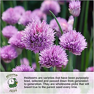 Seed Needs, White/Blue Borage Seed Packet Collection (2 Individual Borage Varieties for Planting) Heirloom, Non-GMO & Untreated