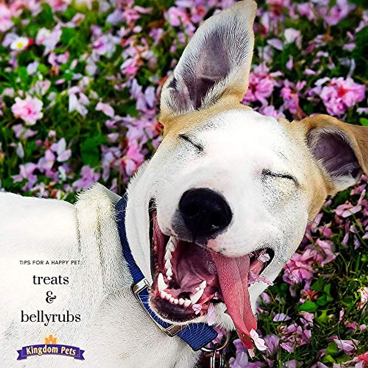 Kingdom Pets Filler Free Duck Jerky & Sweet Potato Twists, Premium Treats for Dogs, 48-Ounce Bag