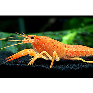 Aquatic Arts 1 Male Neon Red Crayfish | Live Freshwater Aquarium Lobster / Crawfish / Crawdad / Real Living Fish Tank Pet