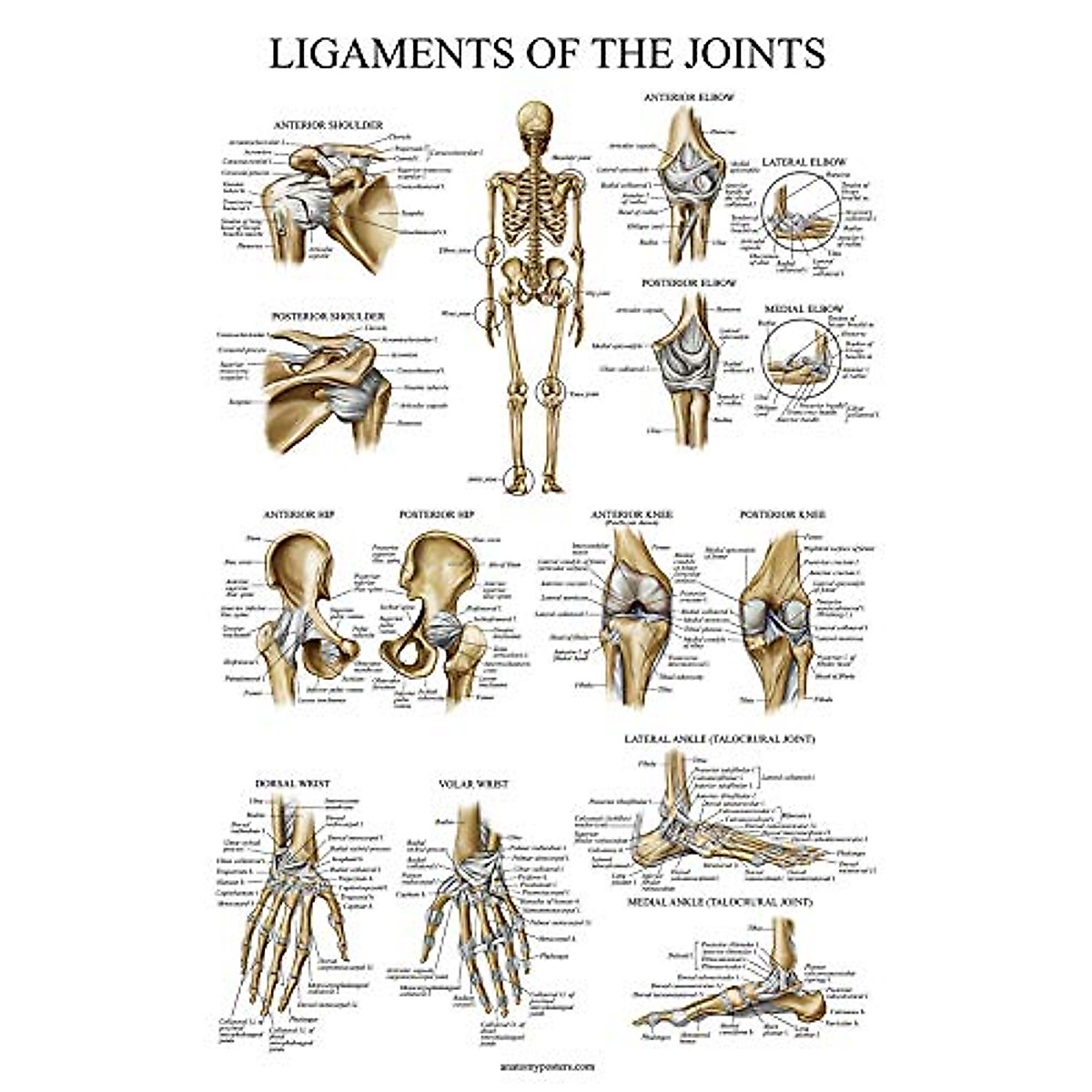 Palace Learning 4 Pack - Anatomical Poster Set - Laminated - Muscular, Skeletal, Ligaments of the Joints, Brain - Anatomy Chart Set (LAMINATED, 18” x 24”)