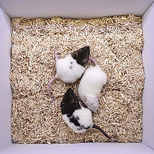 MiceDirect 25 Weanling Rats: Pack of Frozen Weanling Feeder Rats - Food for Corn Snakes, Ball Pythons, Lizards and Other Pet Reptiles - Freshest Snake Feed Supplies