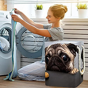 Laundry Hamper Beautiful Male Pug Puppy Dog Collapsible Laundry Baskets Firm Washing Bin Clothes Storage Organization for Bathroom Bedroom Dorm