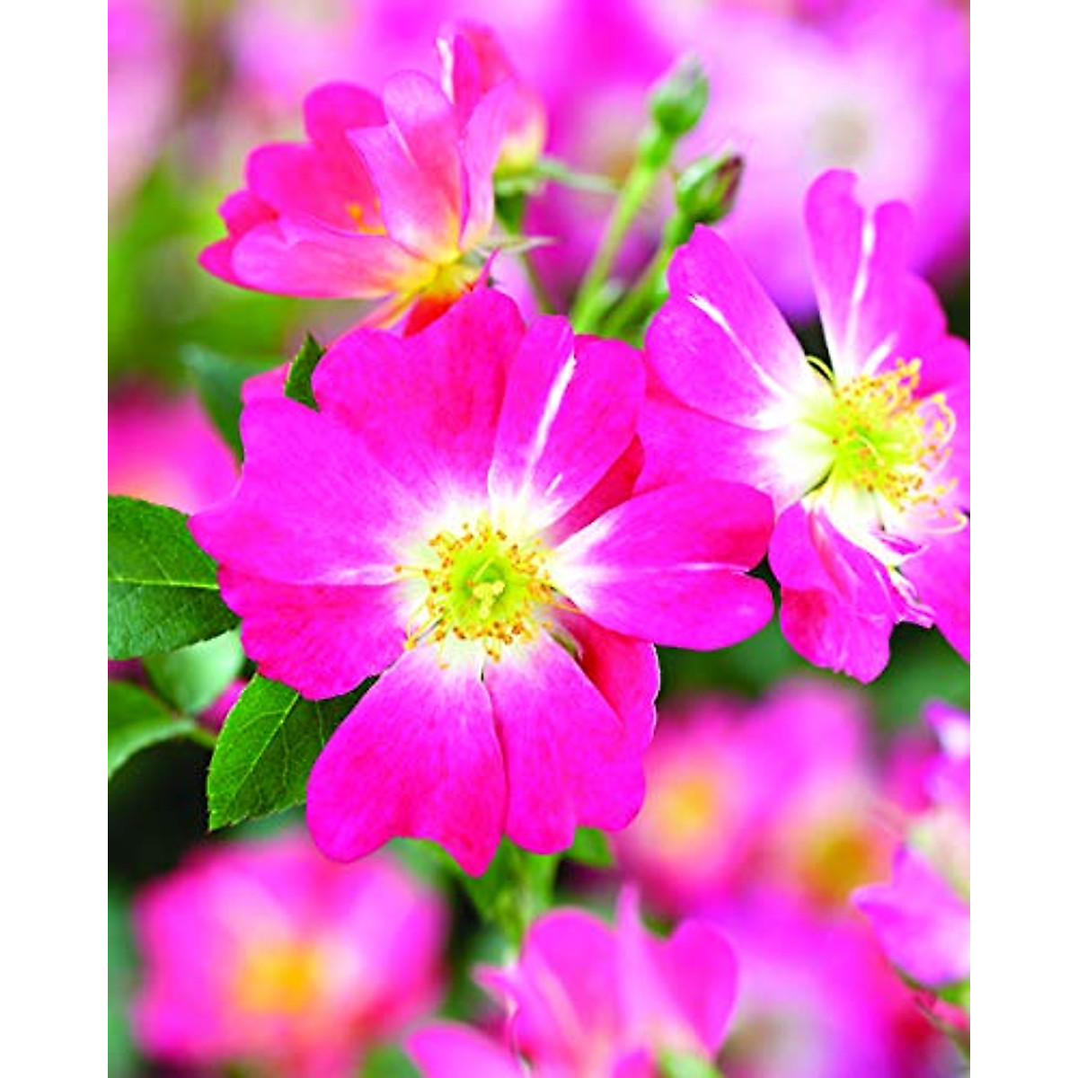 Drift Roses - Rosa Pink Drift (Rose) Rose, pink flowers, #2 - Size Container