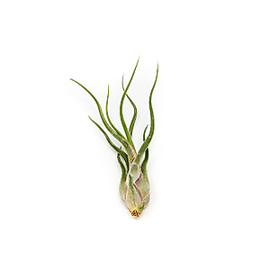 5 Pack of Large Tillandsia Air Plants - Xerographica, Juncea, Bulbosa, Caput Medusae & Harrisii- Live Succulent House Plants Availabe in Wholesale and Bulk - Easy Care Indoor and Outdoor Plants
