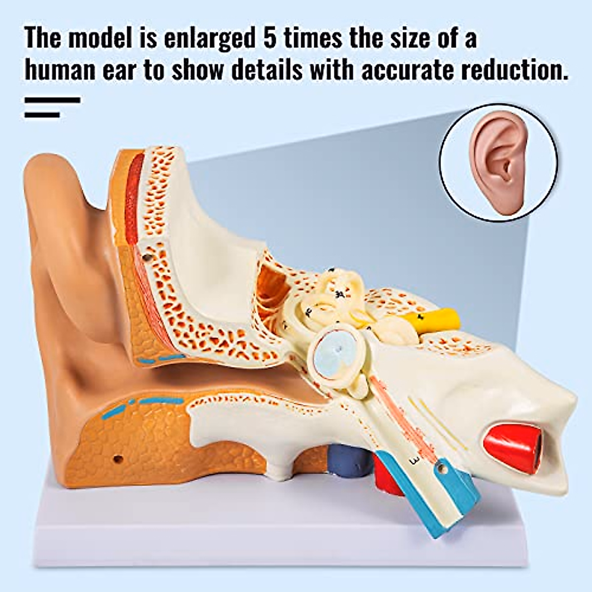 VEVOR Human Ear Anatomy Model, 5 Times Enlarged Human Ear Model, PVC Plastic Anatomical Ear Model for Education, Human Ear Anatomy Displaying Outer, Middle, Inner Ear with Base, 3pcs (2 Removable)