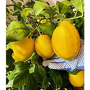 Meyer Lemon Tree 6" To 10" Live Plant