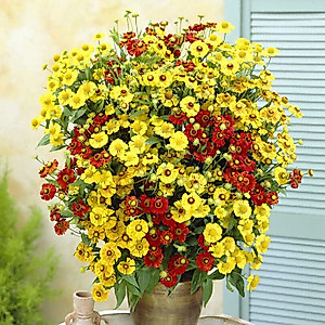 Helenium - Mix - 20 Roots - Mixed Flower Bulbs, Root Attracts Bees, Attracts Butterflies, Attracts Pollinators, Easy to Grow & Maintain, Fast Growing, Fragrant, Container Garden