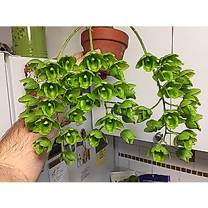 Peter's 20-20-20. 2 Pounds. General Purpose Water Soluble Fertilizer with Micro Nutrients.