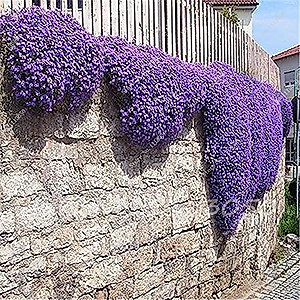Rainbow Creeping Thyme Plants Blue Rock CRESS Plants - Perennial Ground Cover Flower ,Natural Growth for Home Garden 200 Pcs/Bag - (Color: 12)