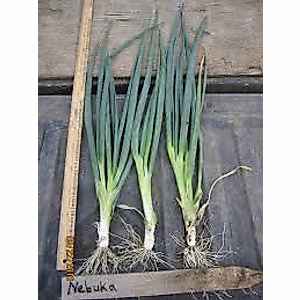 Gaea's Blessing Seeds - Scallion Seeds - Non-GMO Seeds with Easy to Follow Planting Instructions - Bunching Evergreen Hardy White Nebuka 90% Germination Rate 3.5g