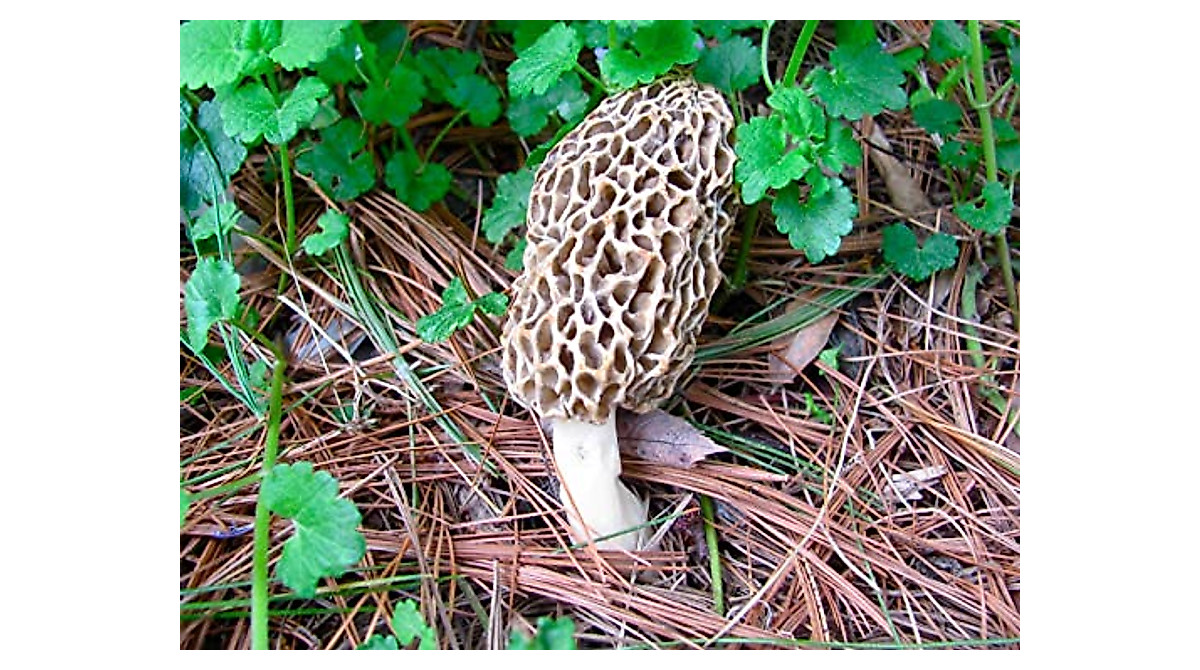 Large Morel Mushroom Spores Kit - Grow Your Own