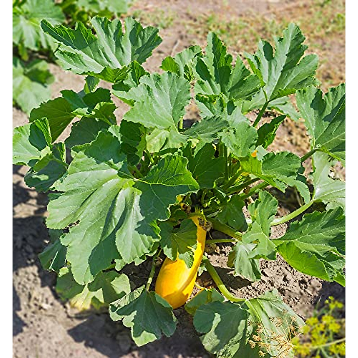 Early Prolific Yellow Straightneck Summer Squash Seeds for Planting, 50+ Heirloom Vegetable Seeds Per Packet, (Isla's Garden Seeds), Non GMO Seeds, Scientific Name: Cucurbita Pepo