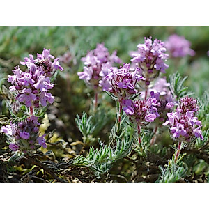 Seeds Common English Thyme Herbs for Planting Non GMO 500 Seeds