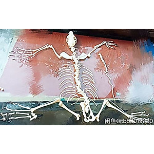 1Pcs Vulpes Vulpes Red Fox, Silver Fox, Cross Fox Skull Complete Animal Skeleton Specimen