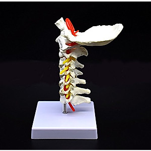 Cervical Vertebra Arteria Spine Spinal Nerves Anatomical Model Anatomy for Science Classroom Study Display Teaching Medical Model