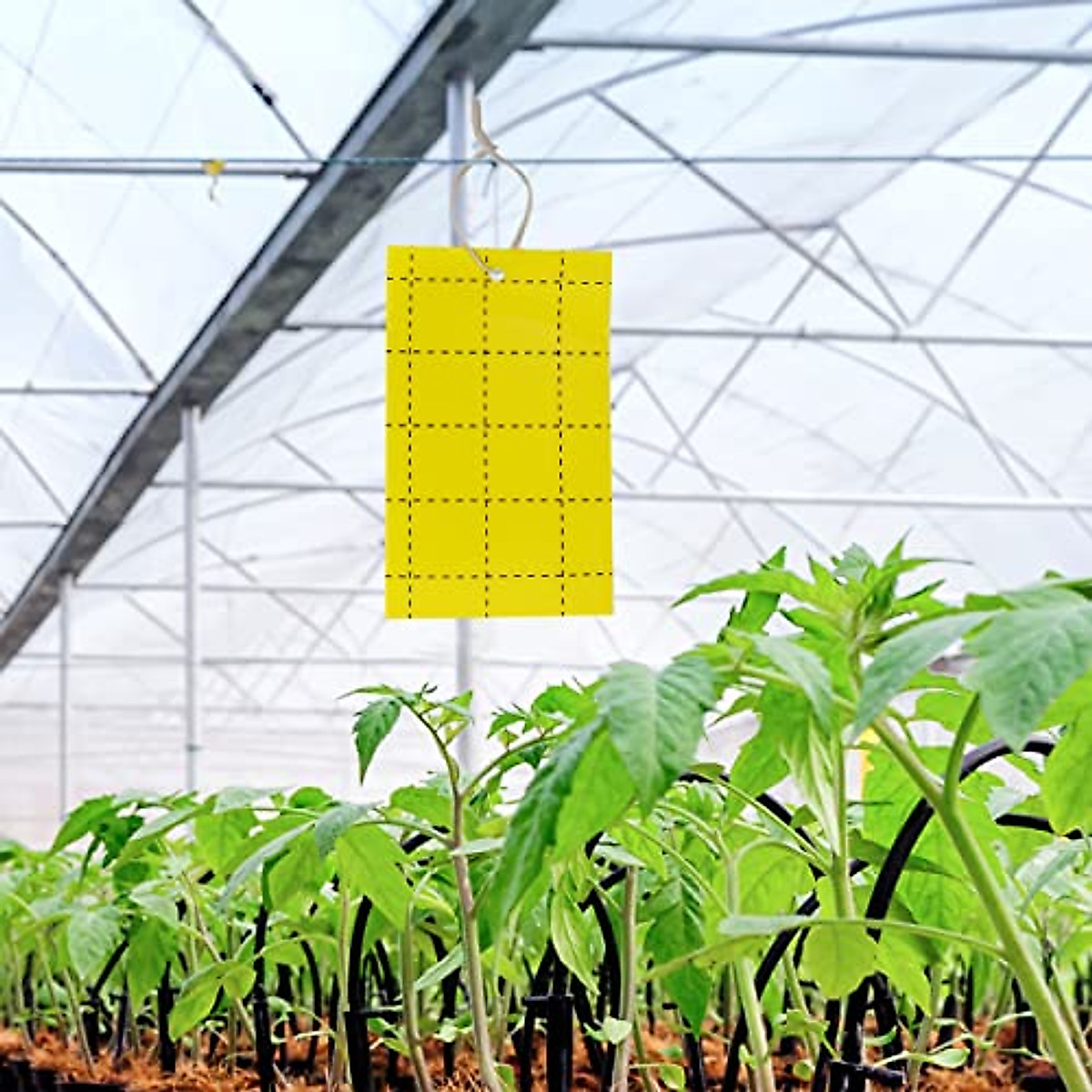 Double-Sided Yellow Sticky Card Insect Trap by Catchmaster - 72 Count, Ready to Use Indoors & Outdoors. Flying Bug Plastic Monitor Plant Protection Greenhouse UV-Resistant Waterproof Non-Toxic