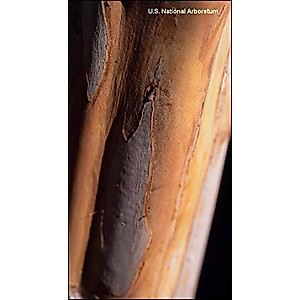 Large Seminole Tree Crape Myrtle, Matures 15ft+, Dark Coral Pink Flower Clusters, Excellent Yellow/Orange Fall Foliage, Beautiful Gray/Beige Bark, Ships 2-4ft Tall, Well Rooted in Pot with Soil (10)