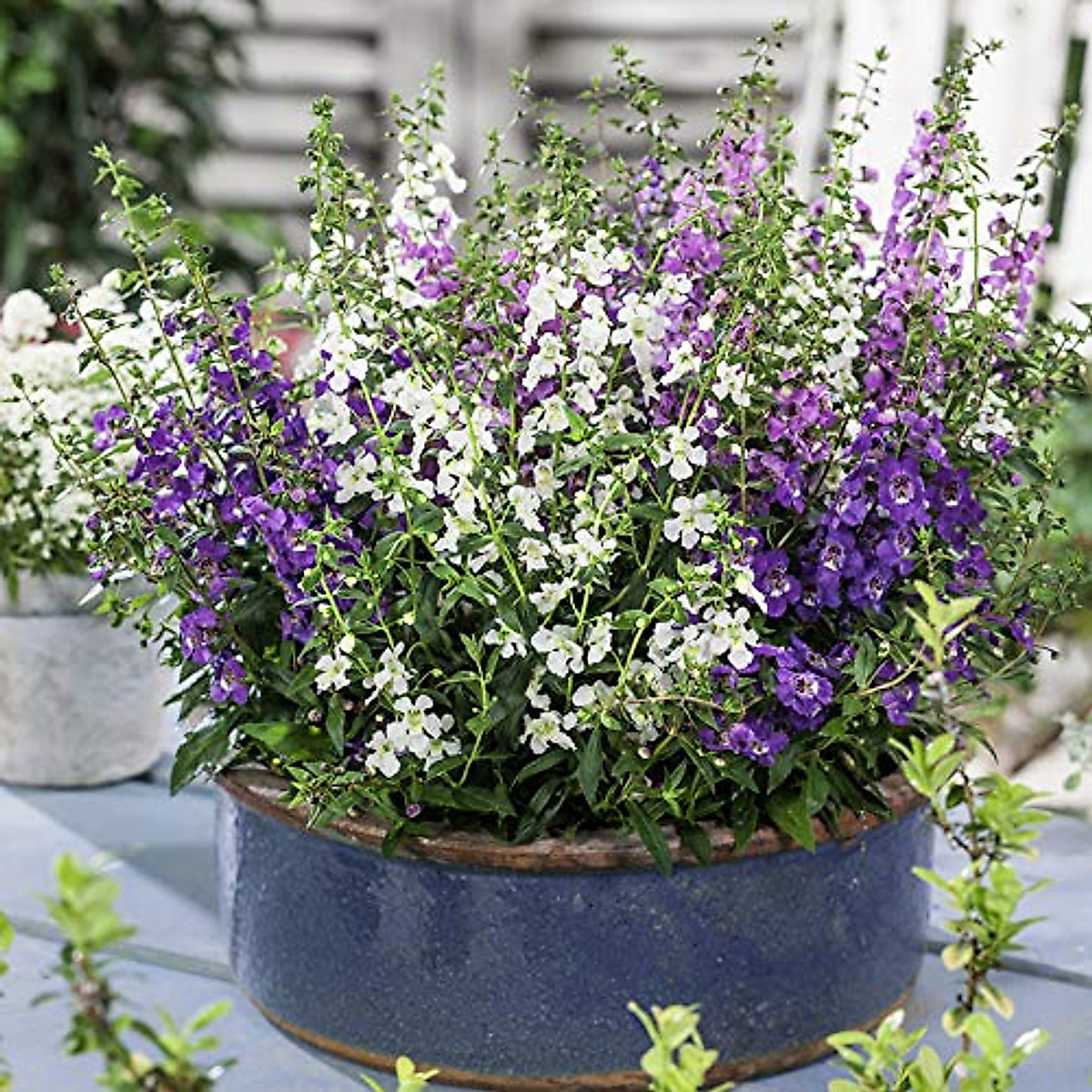 Outsidepride Angelonia Serena Summer Snapdragon Garden Flower Plant Seed Mix - 40 Seeds