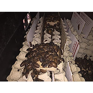 BadAssBugs™ 2LB Dubia Roach Chow Honey Horchata