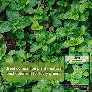 Sow Right Seeds - Mint Seed for Planting - Non-GMO Heirloom Seeds - Instructions to Plant and Grow an Herbal Tea Garden, Indoors or Outdoor; Great Gardening Gift (1)