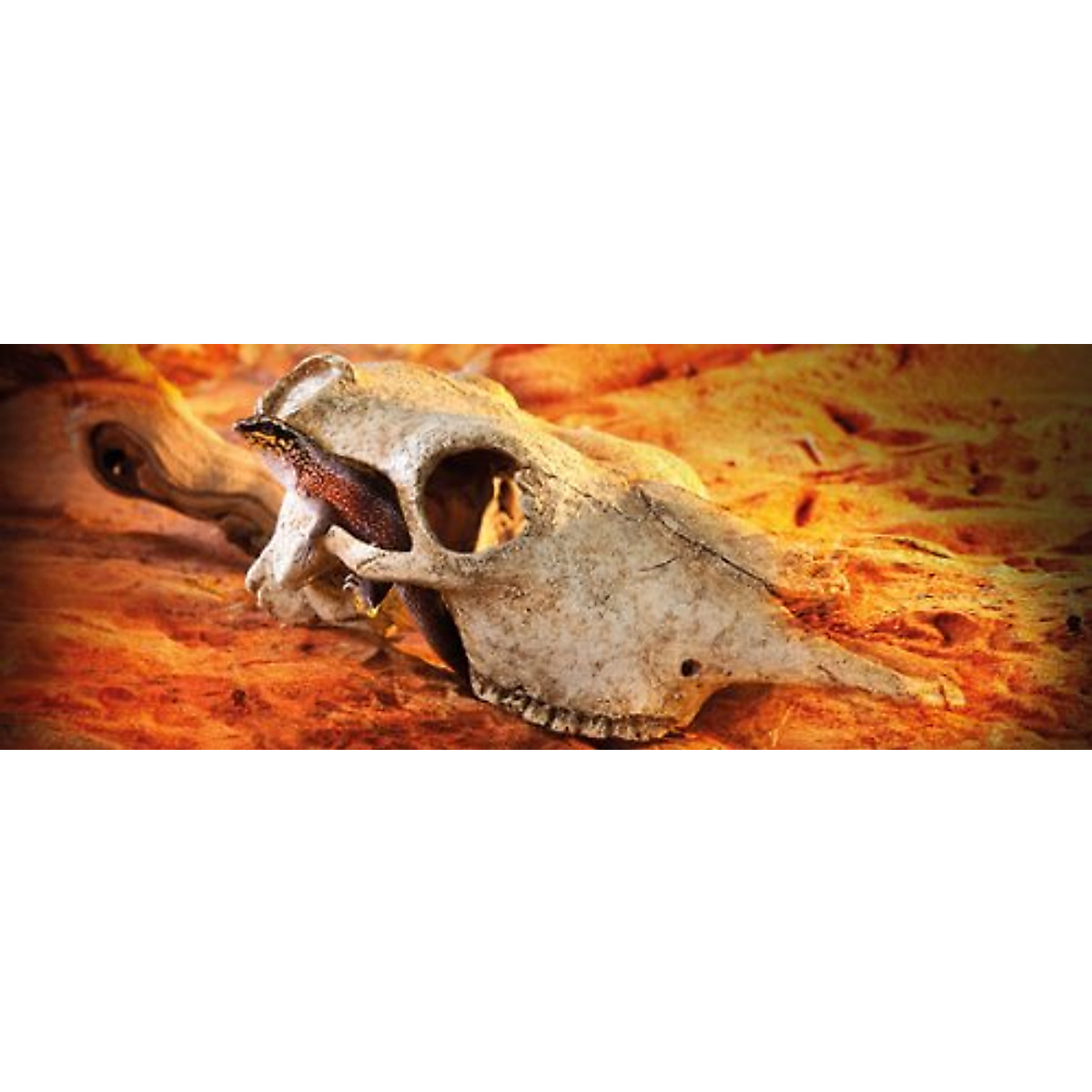 Exo Terra Terrarium Decor Buffalo Skull