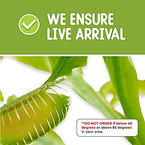 Nature Gift Store Live Adult Venus Flytrap Plant in Cube Vase: Venus Fly Trap Kit