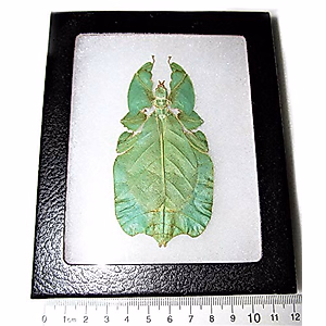 BicBugs Phyllium pulchrifolium Real Framed Walking Leaf Stick Bug Green Female