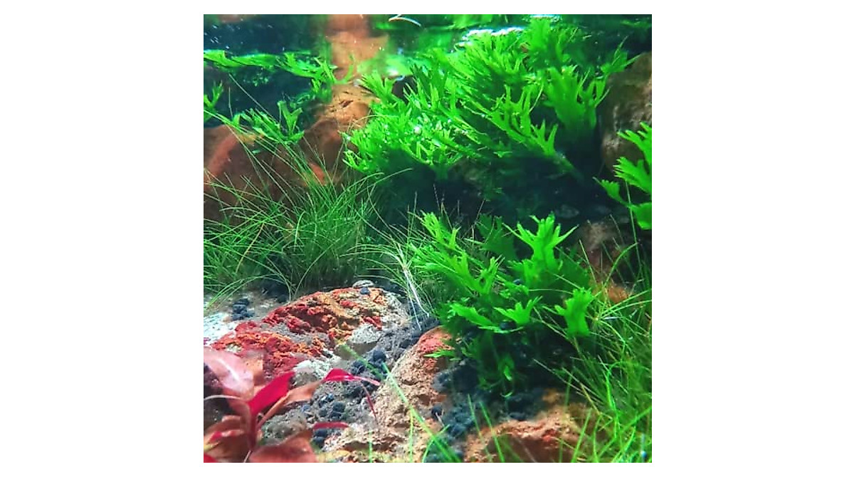 Mainam Live Aquarium Plants - Vibrant Aquascape & Healthy Ecosystem