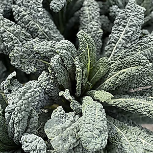 Sereniseed Certified Organic Leafy Greens Lettuce Seeds Collection (10-Pack) – 100% Non GMO, Open Pollinated – Grow Guide