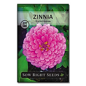 Sow Right Seeds - Luminosa Zinnia Flower Seeds for Planting, Beautiful Flowers to Plant in Your Garden; Non-GMO Heirloom Seed; Wonderful Gardening Gifts (1 Packet)