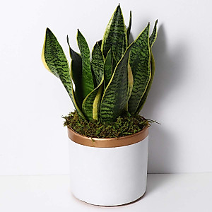 BESPORTBLE 1 Packs Artificial Moss for Plants Flowers Lichen Simulation Fake Green Plants for Home Garden Patio Decoration ( About 60g )