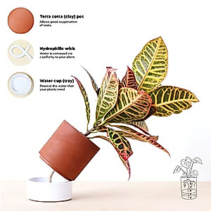 6 inch Self Watering Terracotta Pot with hydrophilic Wick and White Glazed Water Saucer for Indoor Plants, Clay Planter for Orchid, Herbs, and Flowers, Decorative Kitchen Windowsill, home decor