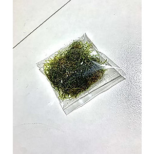 Marcus Fish Tanks Christmas Moss Vesicularia Montagnei Live Freshwater Aquarium Plant Live Aquarium Moss Buy 2 Get 1 Extra