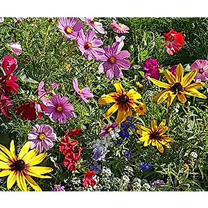 David's Garden Seeds Flower Cottage Garden Mix 4134 (Multi) 200 Non-GMO, Heirloom Seeds