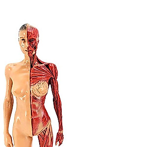 Human Body Musculoskeletal Anatomical Model for Study and Teaching (30CM1)