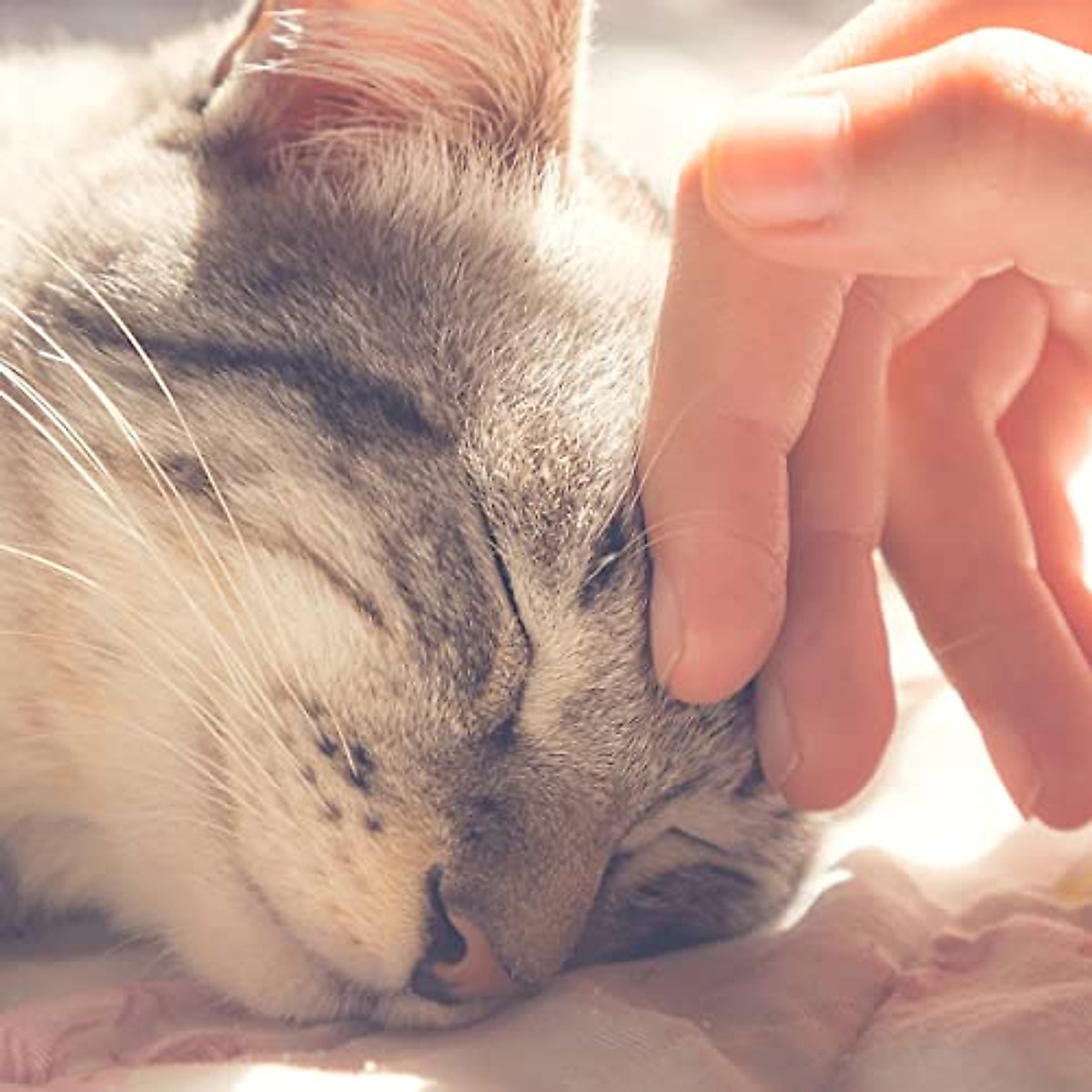 Cat House - Indoor Bed with Removable Foam Cushion - Pet Tent for Puppies, Rabbits, Guinea Pigs, Hedgehogs, and Other Small Animals by PETMAKER (Tan),(L) 13.5” x (W) 13.5” x (H) 15”