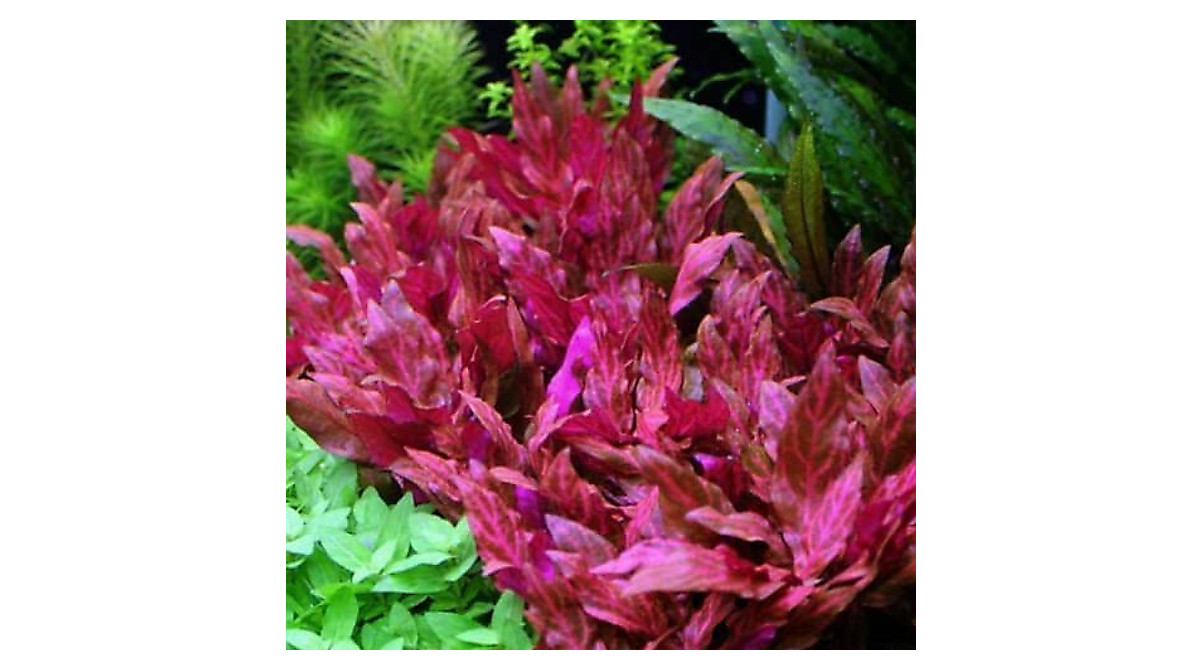 Buy Mainam Freshwater Aquarium Plants - 3 Varieties