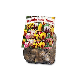 Rembrandt Tulip Mixture- 30 Perennial Tulip Bulbs