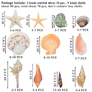 Sea Shells Mixed Beach Seashells 9 Kinds 1.2"-3.5 "Various Sizes Natural Seashells and 2 Kinds of Natural Starfish for Beach Themed Party DIY Crafts FishTank Vase Fillers Home Wedding Decorations