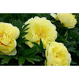 20+ Mixed Peony Flower Seeds Double Beautiful Perennial Bonsai Plant Garden