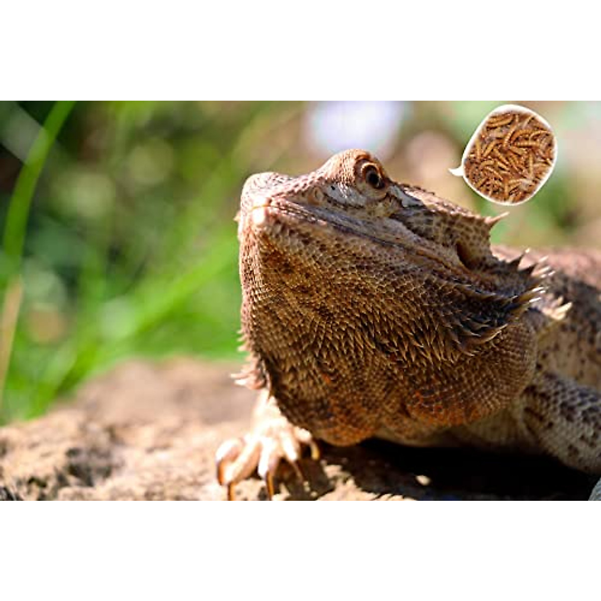 Deseret Pets Live Mealworms 500 Count Large (0.75-1")