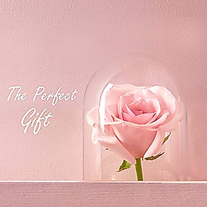 CYS EXCEL Glass Dome Cloche (H:5.75" D:5.75") | Multiple Sizes Decorative Showcase Display for Antique Collectibles | Bell Jar Terrarium & Dessert Cover