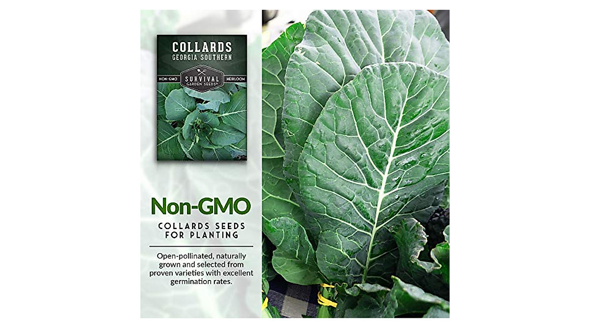 Georgia Southern Collards Seeds - Easy Home Gardening