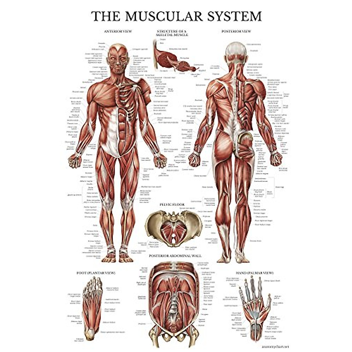 2 Pack - USA Map Poster [Blue Ocean] & Muscular System Anatomy Chart (LAMINATED, 18" x 29")